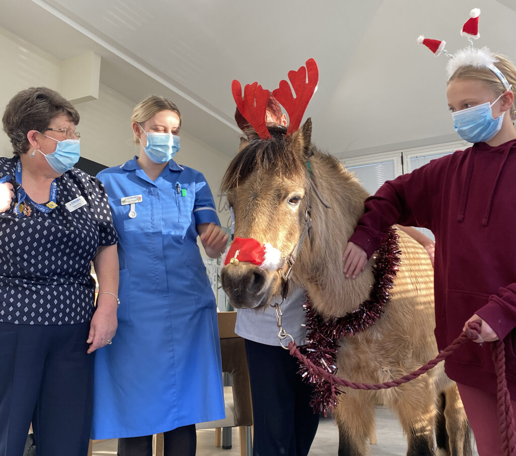 Rowan the reindeer-pony delights Inpatient Unit staff - St Barnabas Hospice