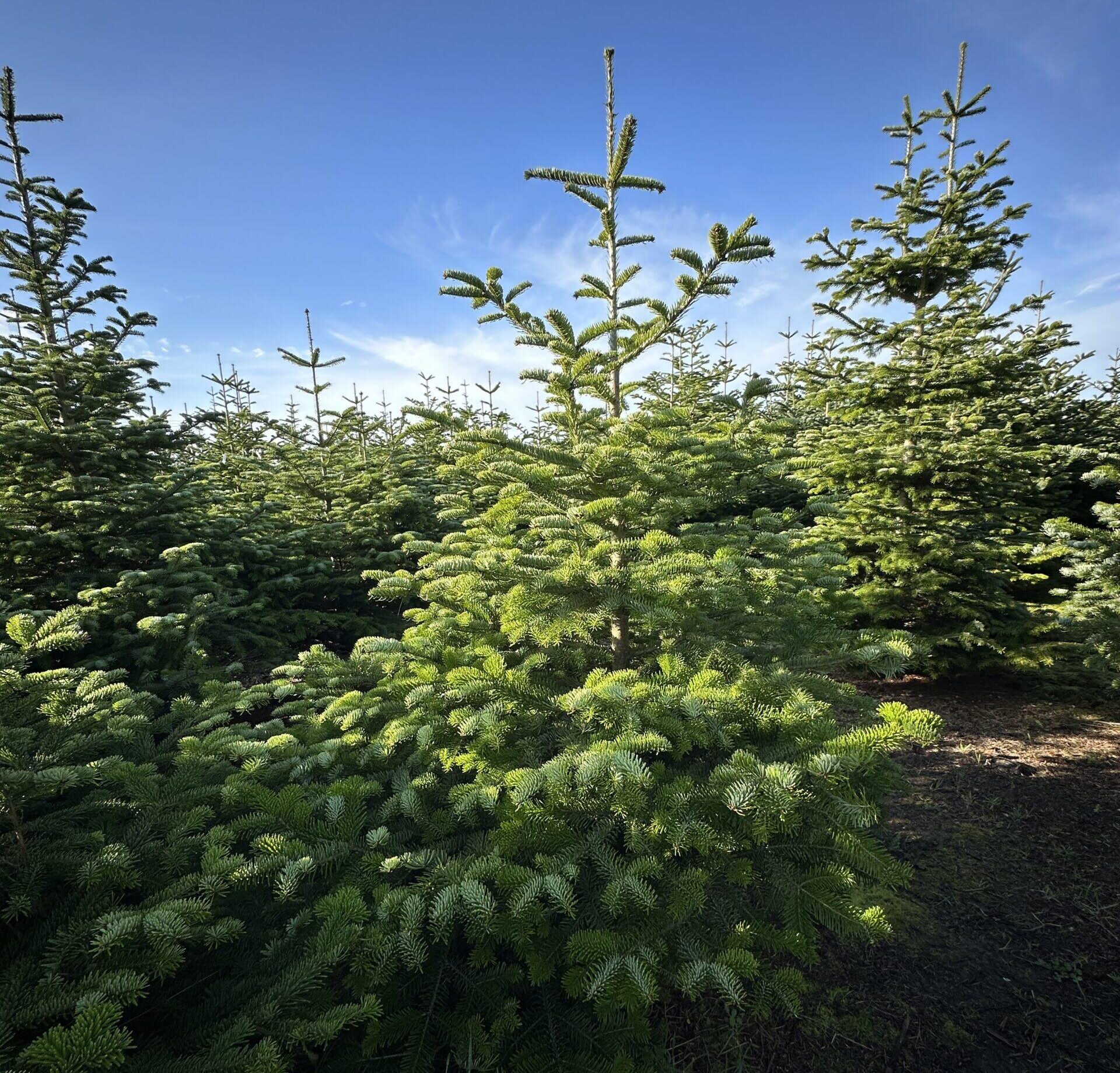 Recycle your Christmas tree sustainably with Tree-Cycle